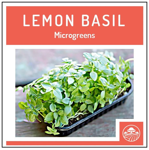 Lemon Basil Microgreens | Farm at Cloud 39