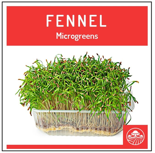 Fennel Microgreens | Farm at Cloud 39