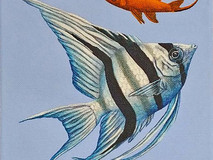 Fancy Goldfish, Fighting Fish, Arowanas | Keith Siddle Art