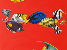 Sealife - Tropical Marines | My Site