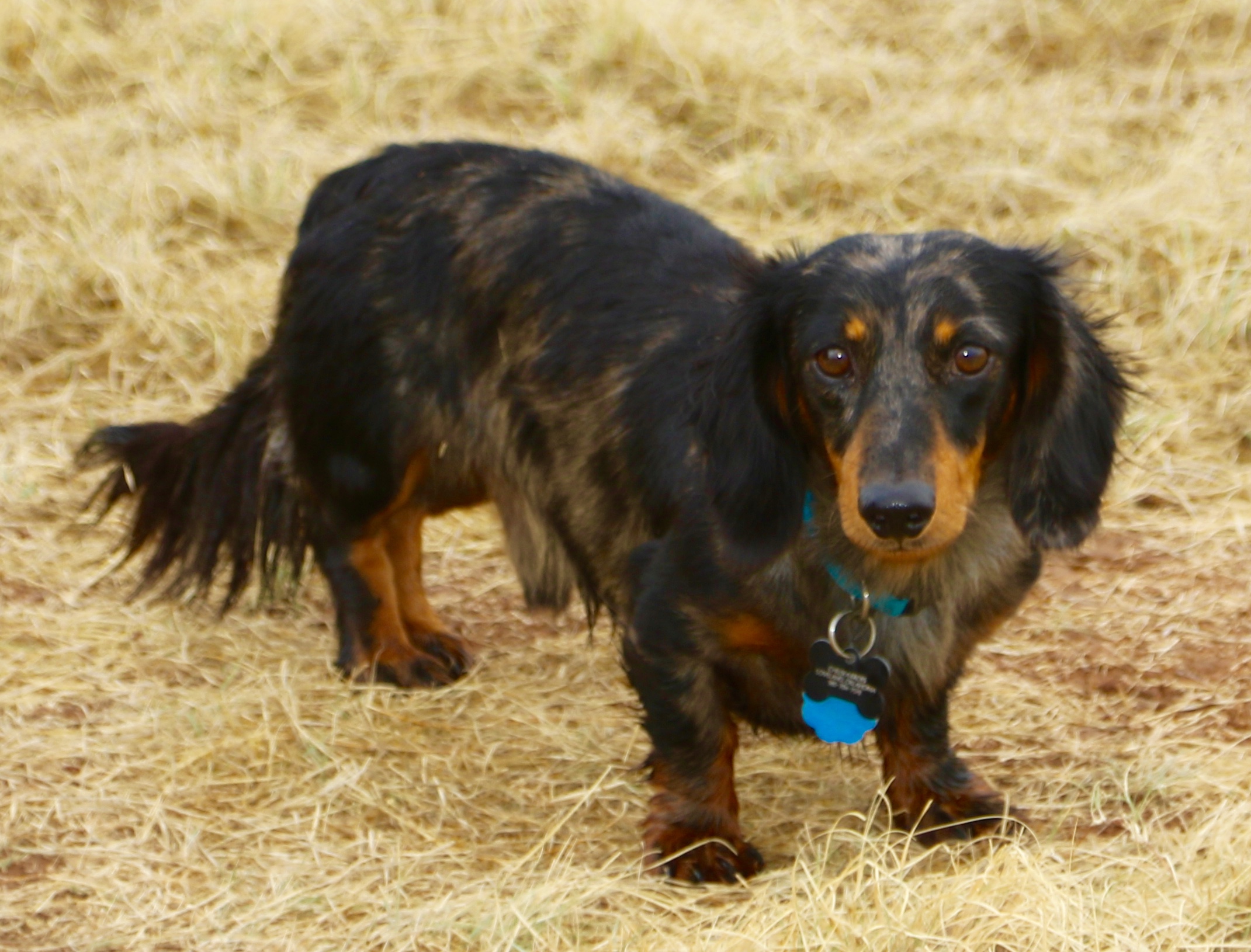 Working Aussie | Runnin C Australian Shepherds | United States