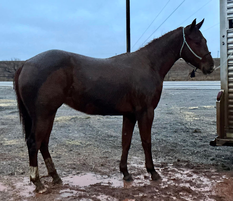 2021 Colts | Runnin C Ranch