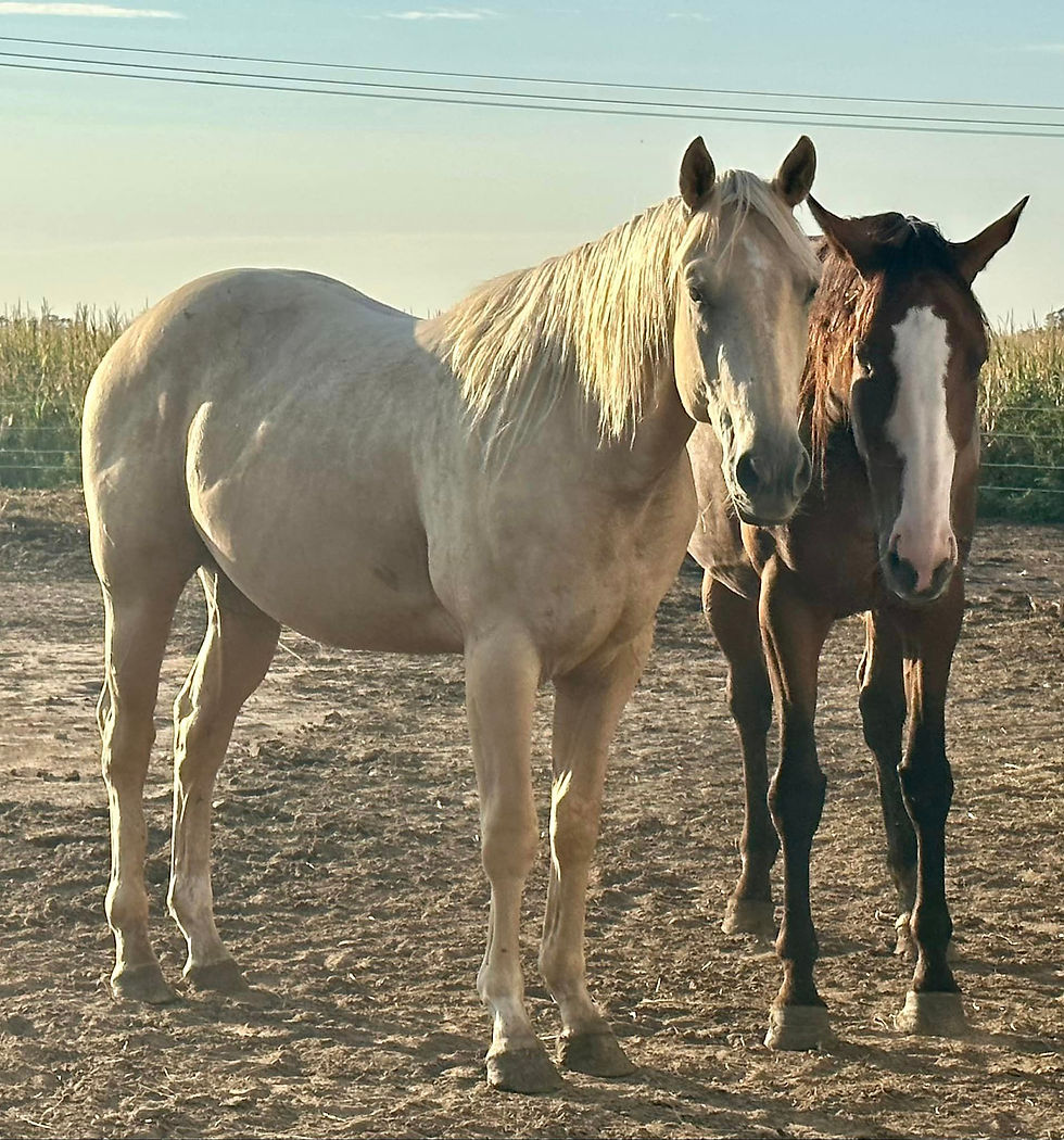 2022 Colts | Runnin C Ranch