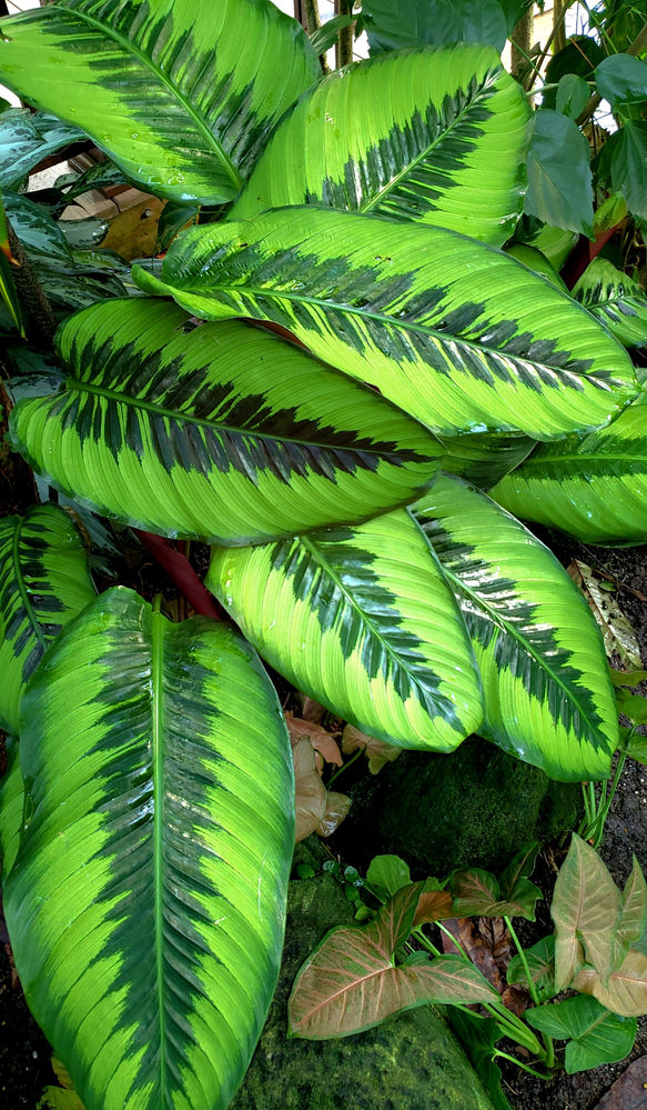 Calathea & Goeppertia- Plant Bio: Podcast Ep#24