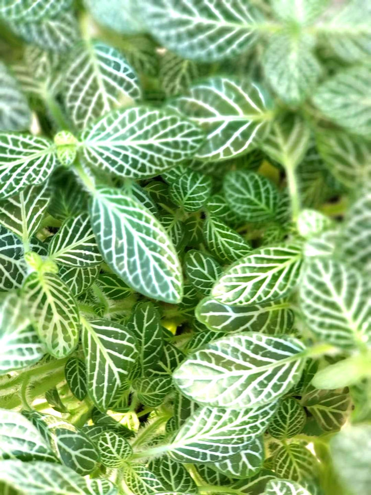 Nerve Plant- Plant Bio: Podcast Ep#19