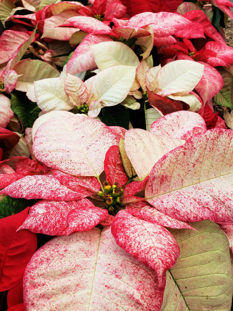Poinsettia Plant Bio: Podcast Ep#22