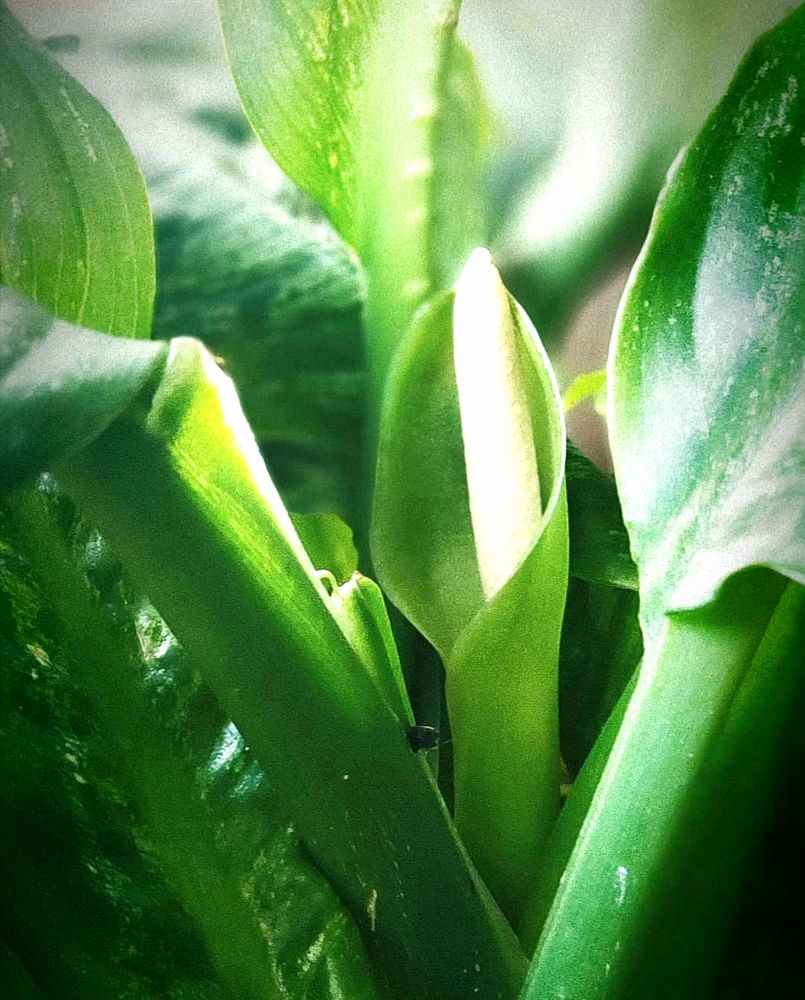 Dieffenbachia Plant Bio: Podcast Ep#18