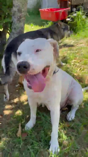 Mamma Mia | Paws Restart Rescue