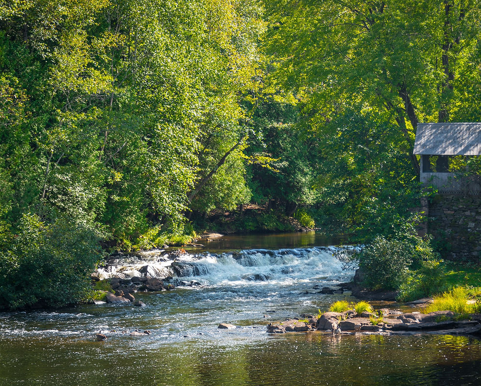 Forest Birds & Babbling Brook Soundscape | Karan Scott Coaching