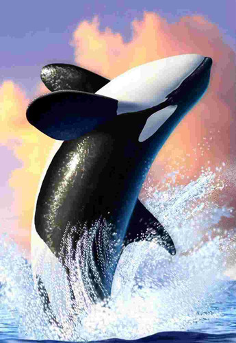 (069) Orca Leap | Bewitched by Diamond