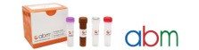 PRO LIGATION-FREE CLONING KIT (20 REACTIONS),(SIZE: 20 REACTIONS ...