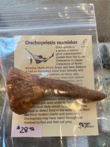 Authentic Fossilized Prehistoric Sawtooth Fish Tooth | Roadside Attractions