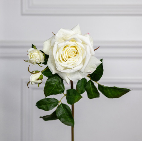 London Rose in Cream (organic touch) | Eleven Gardens