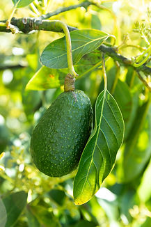 Our Farm | Linns Eats