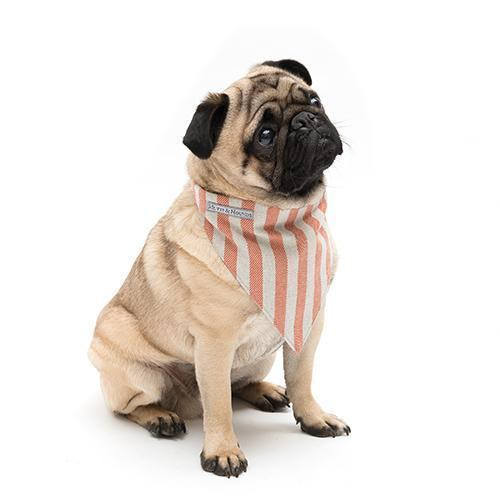 Orange Stripe Brushed Cotton Dog Neckerchief - Mutts & Hounds | The Pug ...