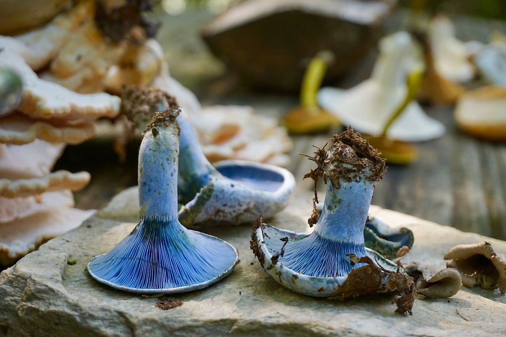 Mushroom Identification Guide