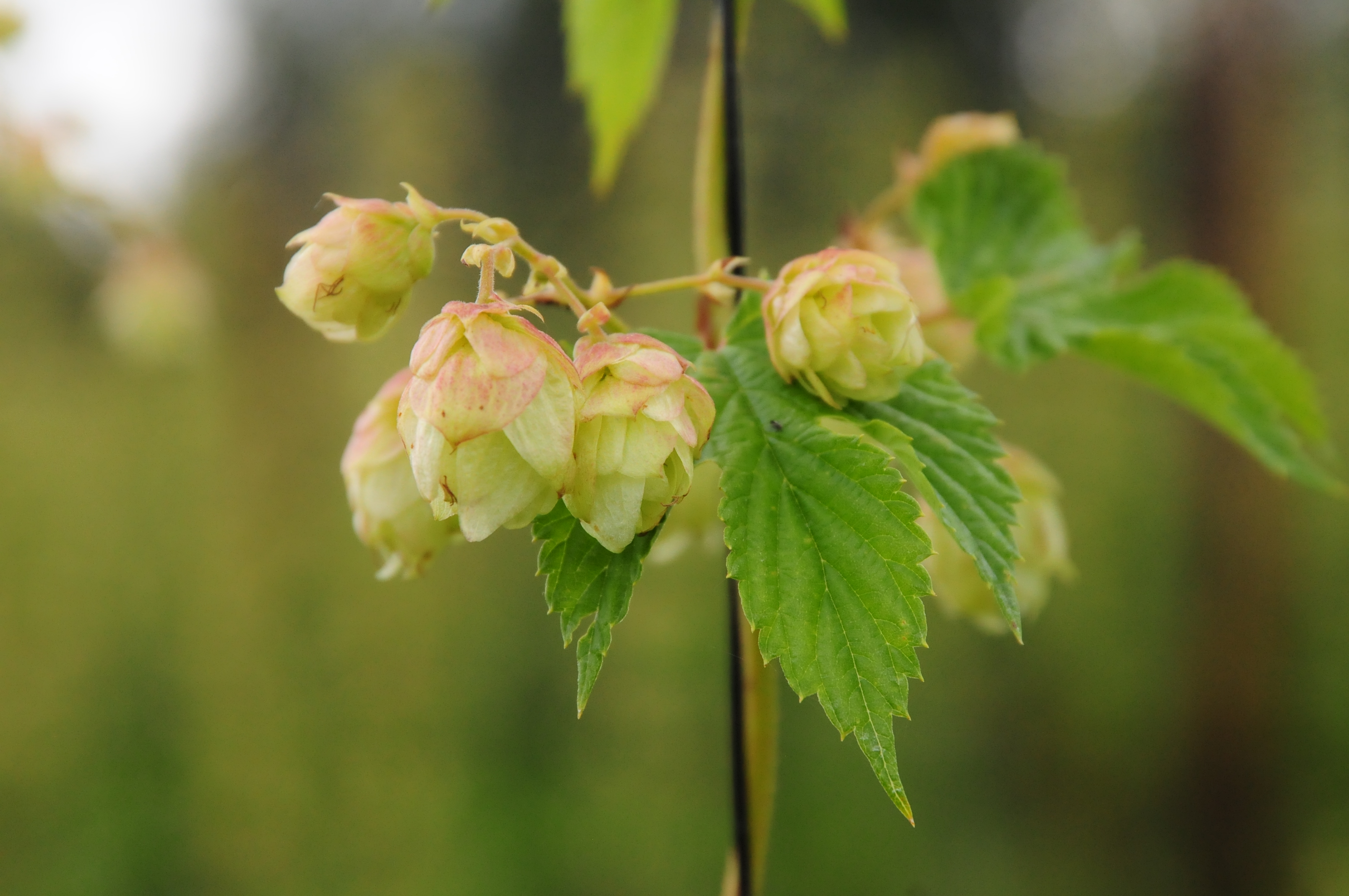 Fresh Dried Hop Bines | Ledbury, Herefordshire | Hop Garland