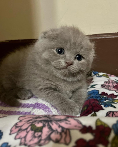 Lilac Scottish Fold | ScottishFoldsMiami