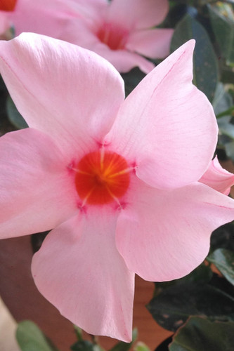 Light Pink Sandevilla (Grounding through the Heart) | beitroga