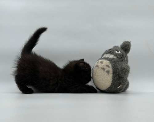 Standard Napoleon Kitten Male | Munchkin Cats