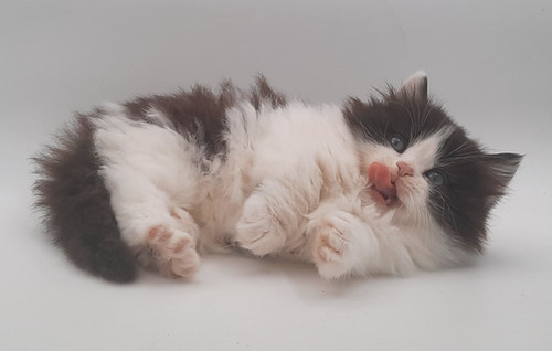 Standard Napoleon Kitten Male | Munchkin Cats