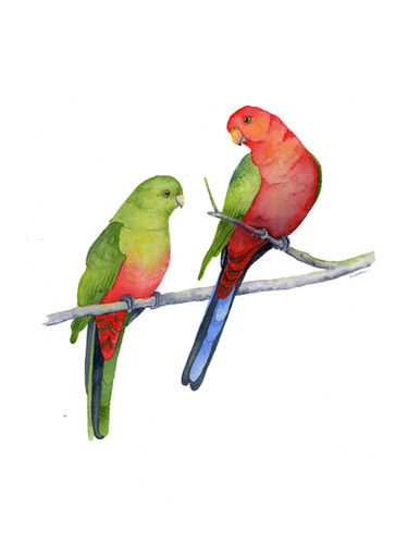 Original - Pair of King Parrots | Art with Amy