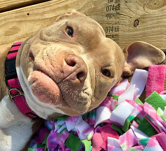 Home | Mostly Muttz Rescue