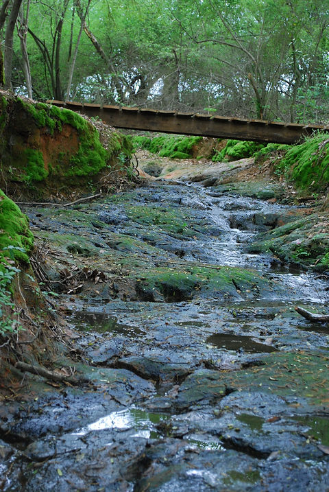 ABOUT | Southern Backwoods