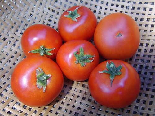 Fireworks tomato seeds | L.M. EdibleLandscape