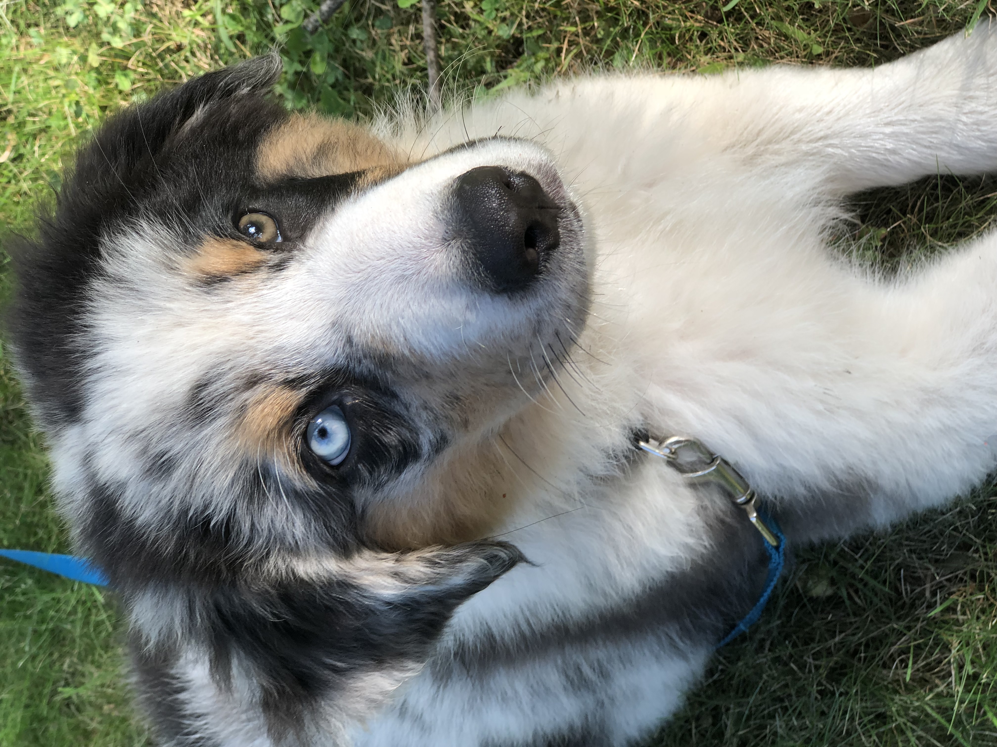 Australian Shepherd Breeders | The Ghost Eyed Ones