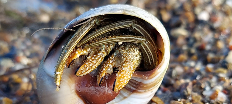 Home | Rockport Beach