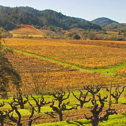 Zinfandel | California Zinfandel Wine Regions | Henley Wines