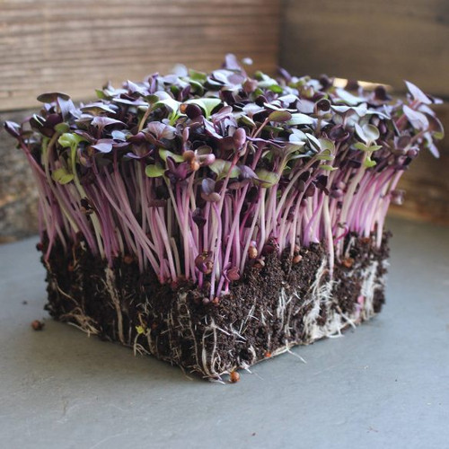 Radish Shoots | Israel Microgreens