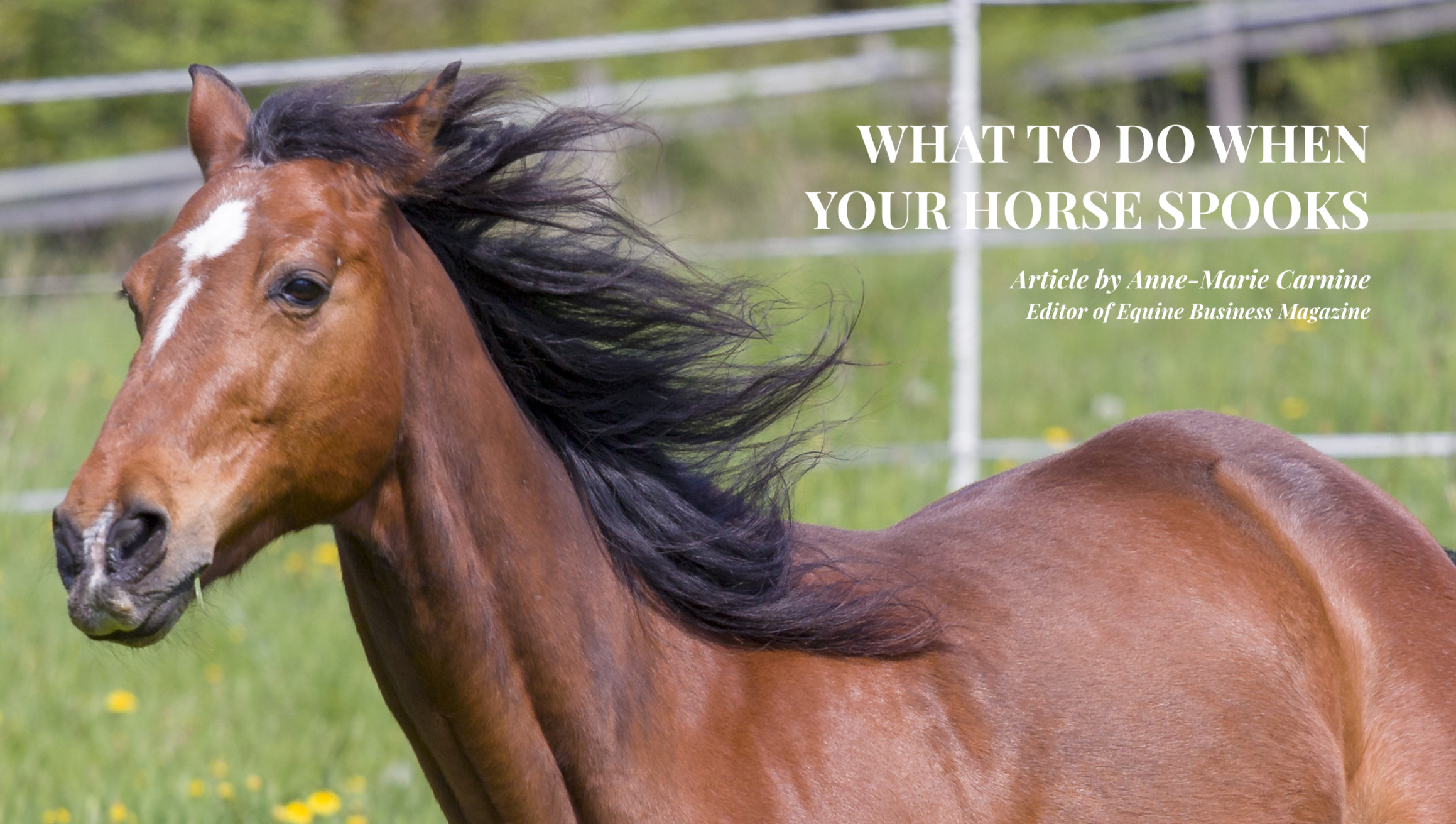 What To Do When Your Horse Spooks