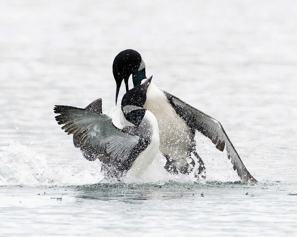 Always Be Prepared - Behind the scenes of a loon fight