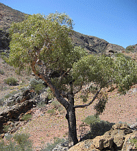 Flora | australianoutback