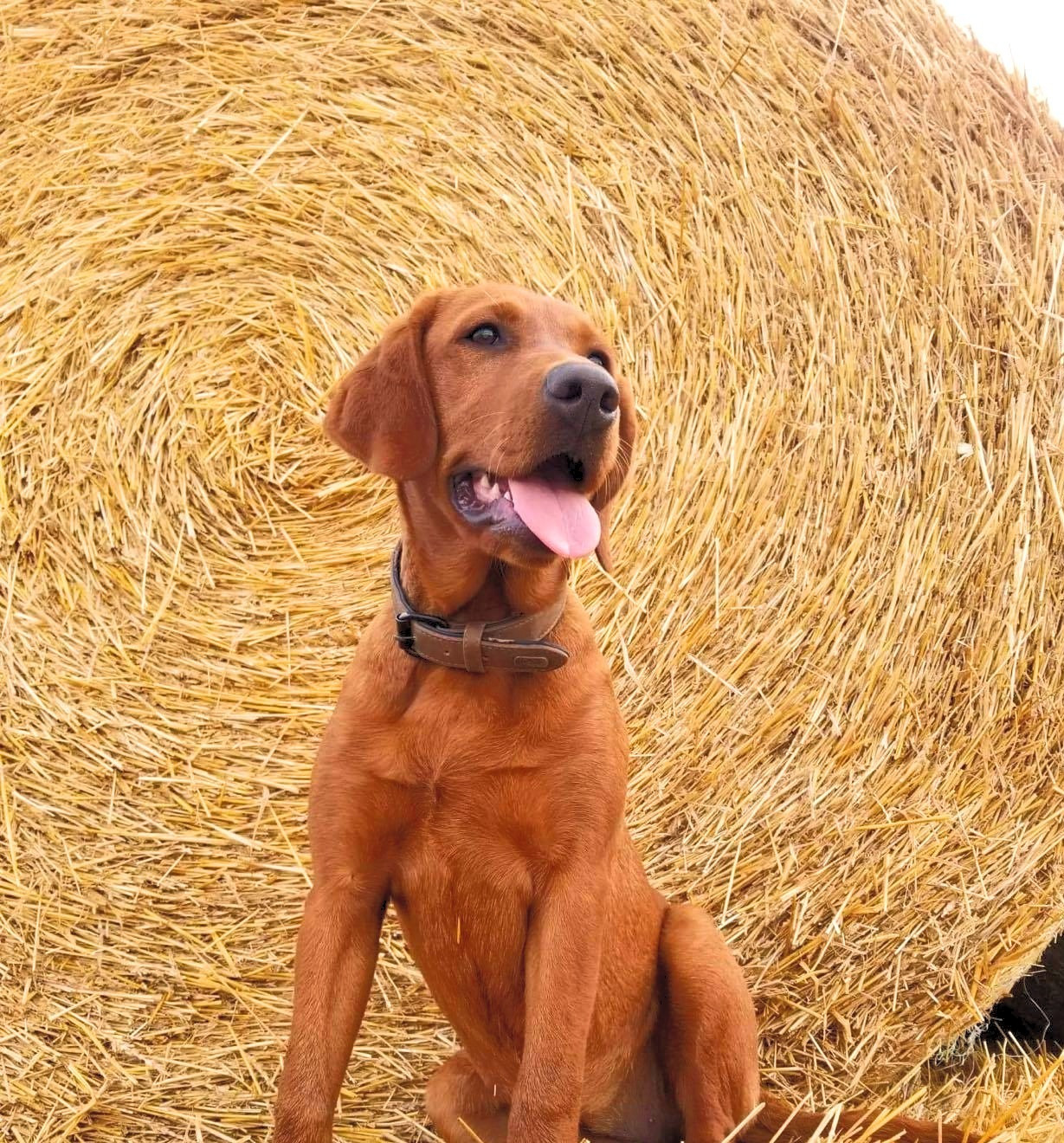 Manitoba Dog Breeder | Puppy Ridge Labs | Notre Dame de Lourdes