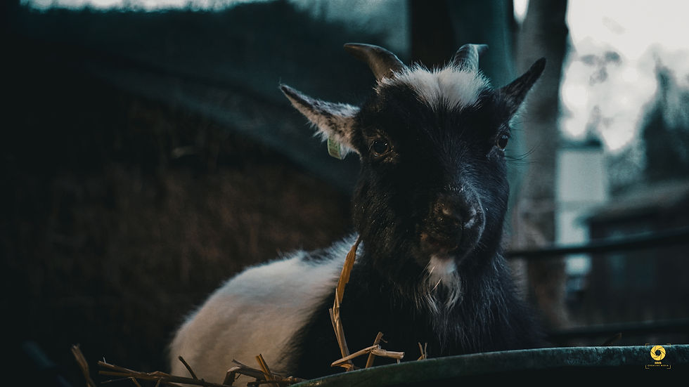 Home | Daisy Mays Farm