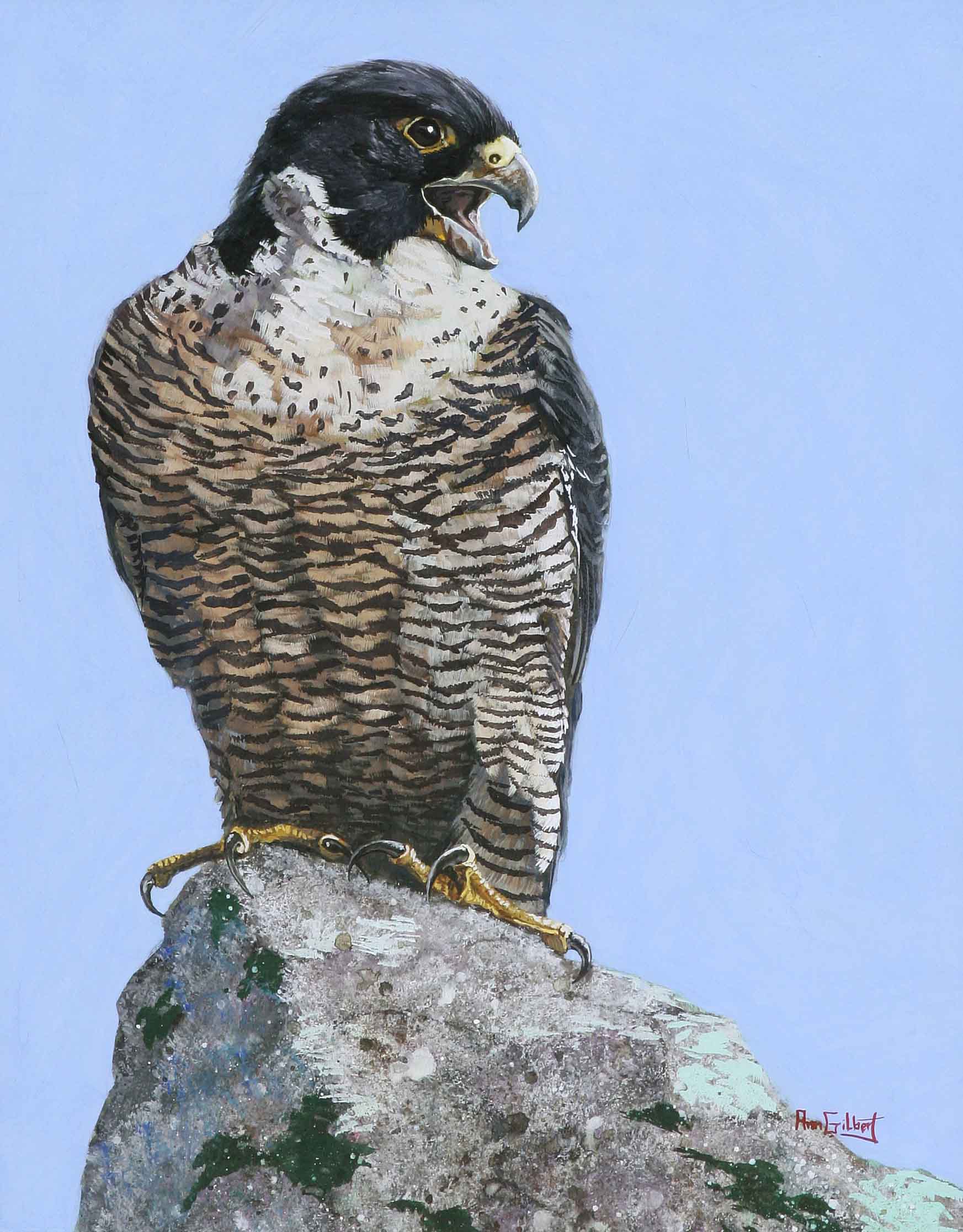 Ann Gilbert wildlife paintings
