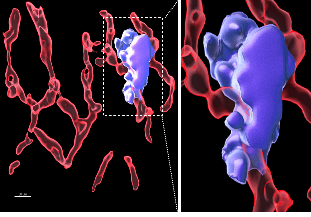 Perivascular Activation Niches