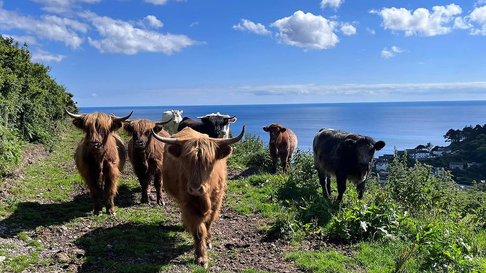 The Cornish Moo Cow Company | Beef box Cornwall | Downderry, Torpoint, UK
