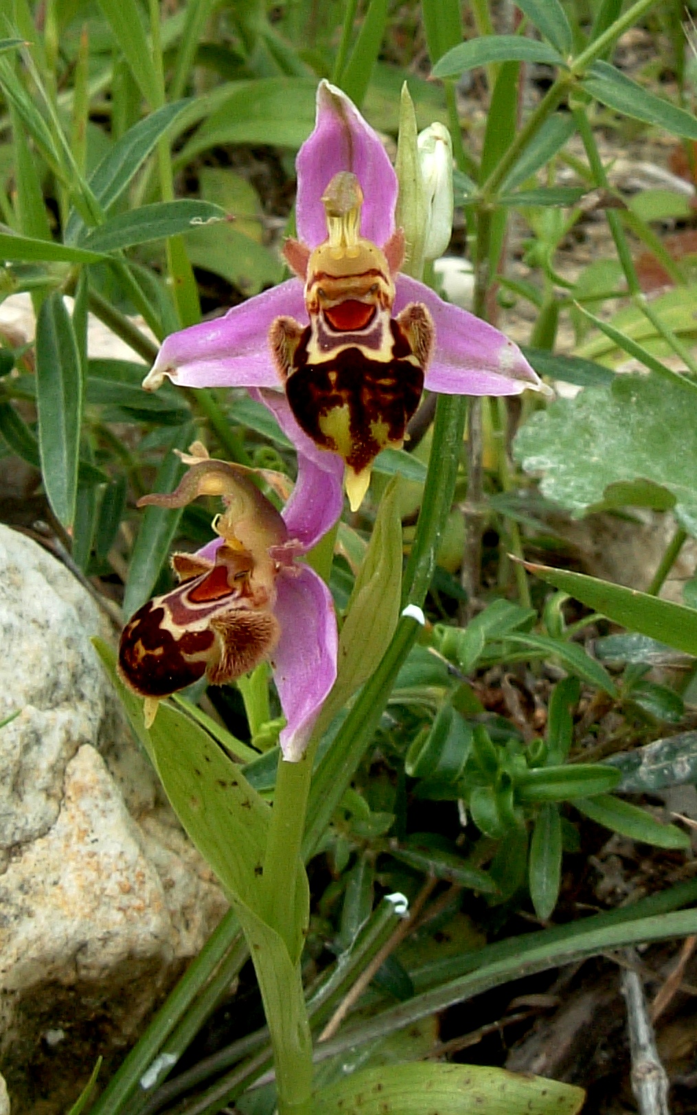 Sometimes it’s all in a name, a paradox indeed by Suzanne Pickford| NZAGS