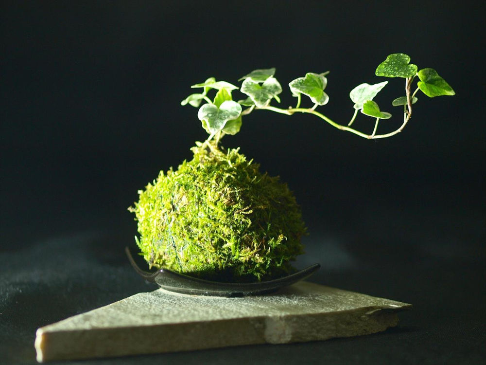 Kokedama (Japanese moss ball)