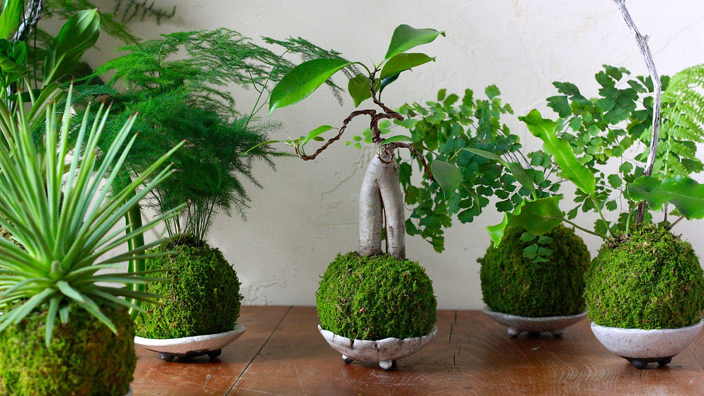 How To Make Japanese Moss Balls at Zane Bussell blog
