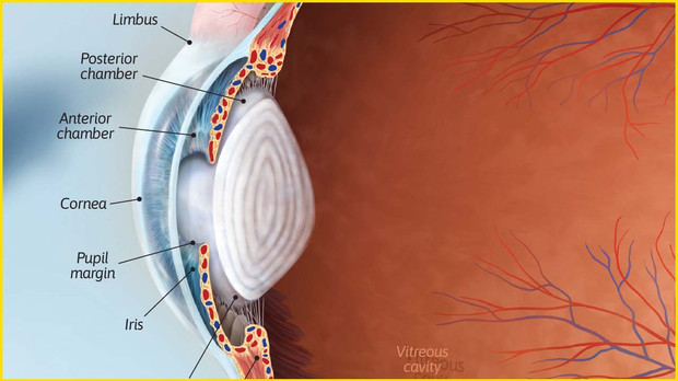 anatomy of the eye | eyechart