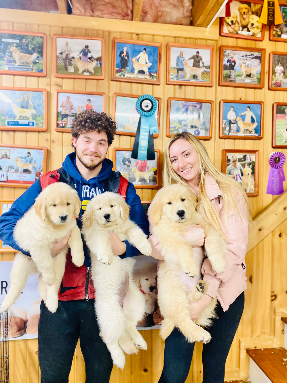 Home | K9 Golden Training | Golden Retriever Training Programs