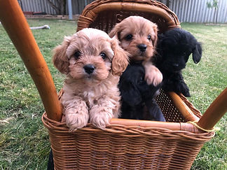 Bunch of Cavoodles | cavoodle puppies for sale | Perth WA, Australia