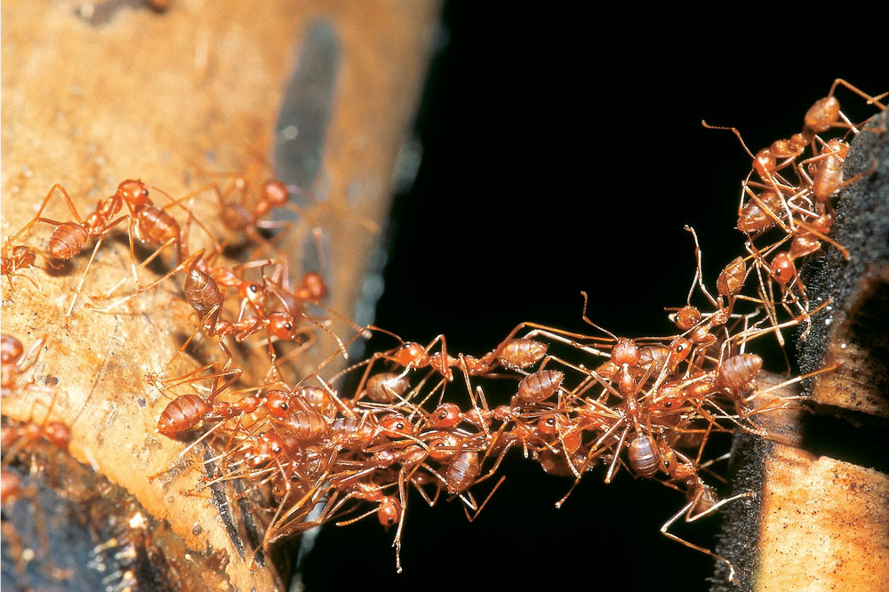 Invisible cities: ants and architecture