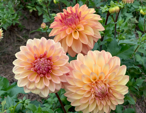 Miss Amara | Cher's Garden