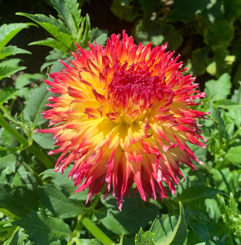 Pinelands Pam | Cher's Garden